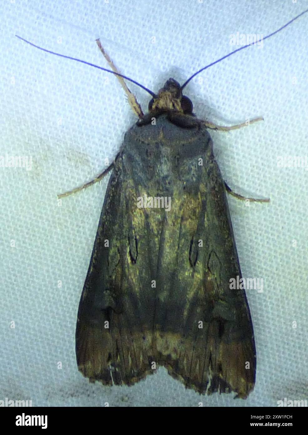 Ipsilon Dart Moth (Agrotis ipsilon) Insecta Stock Photo - Alamy