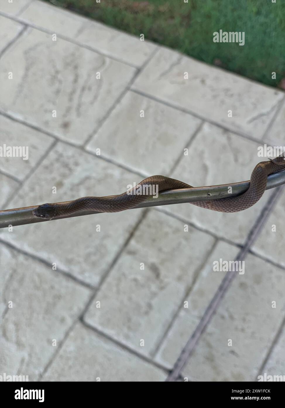 Western Smooth Earthsnake (Virginia valeriae elegans) Reptilia Stock ...