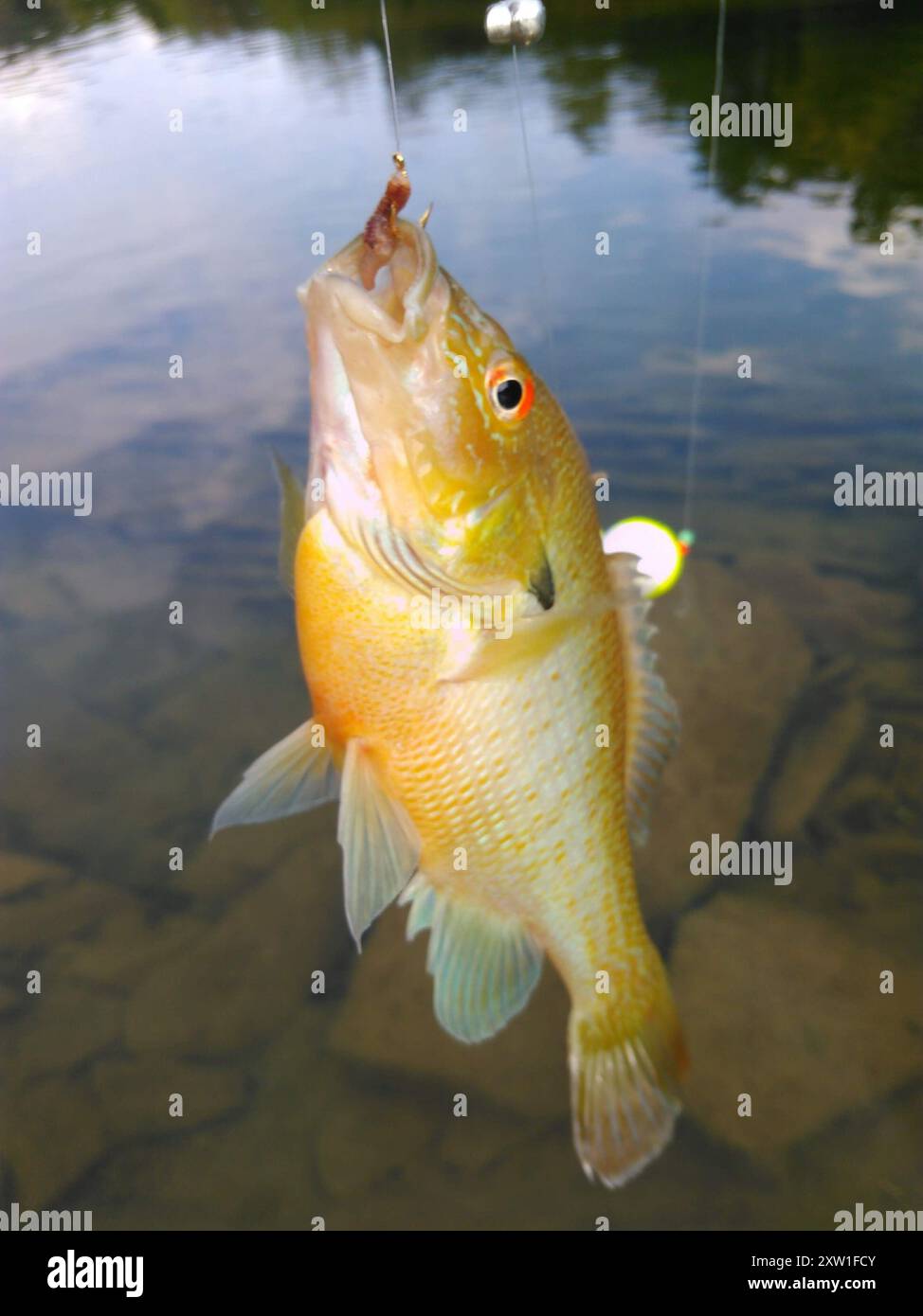 Redbreast Sunfish (Lepomis auritus) Actinopterygii Stock Photo - Alamy
