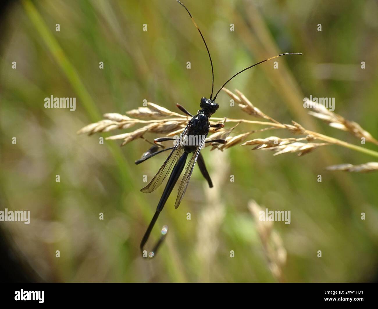 American Pelecinid Wasp (Pelecinus polyturator) Insecta Stock Photo - Alamy