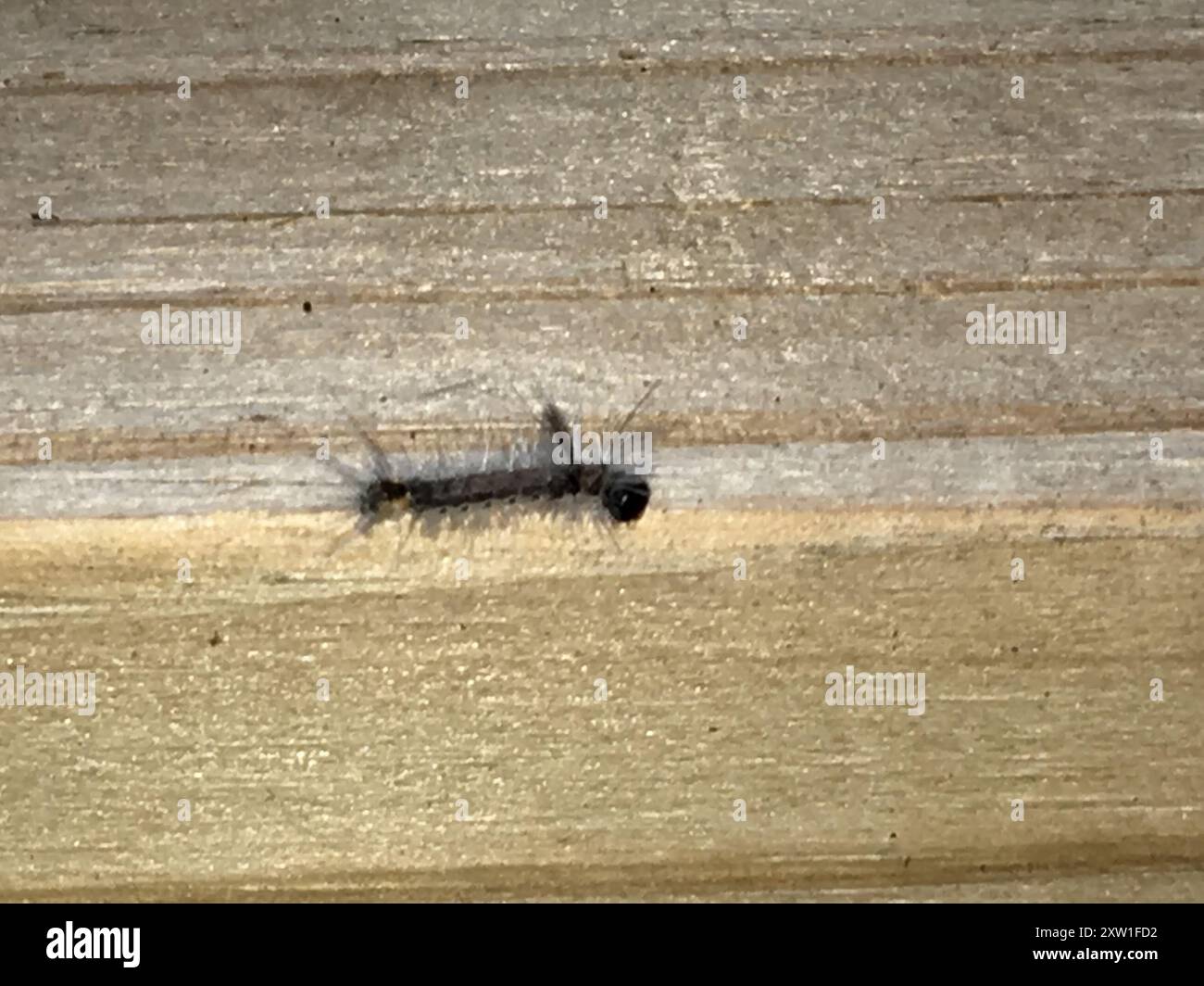 Underwing, Tiger, Tussock, and Allied Moths (Erebidae) Insecta Stock ...