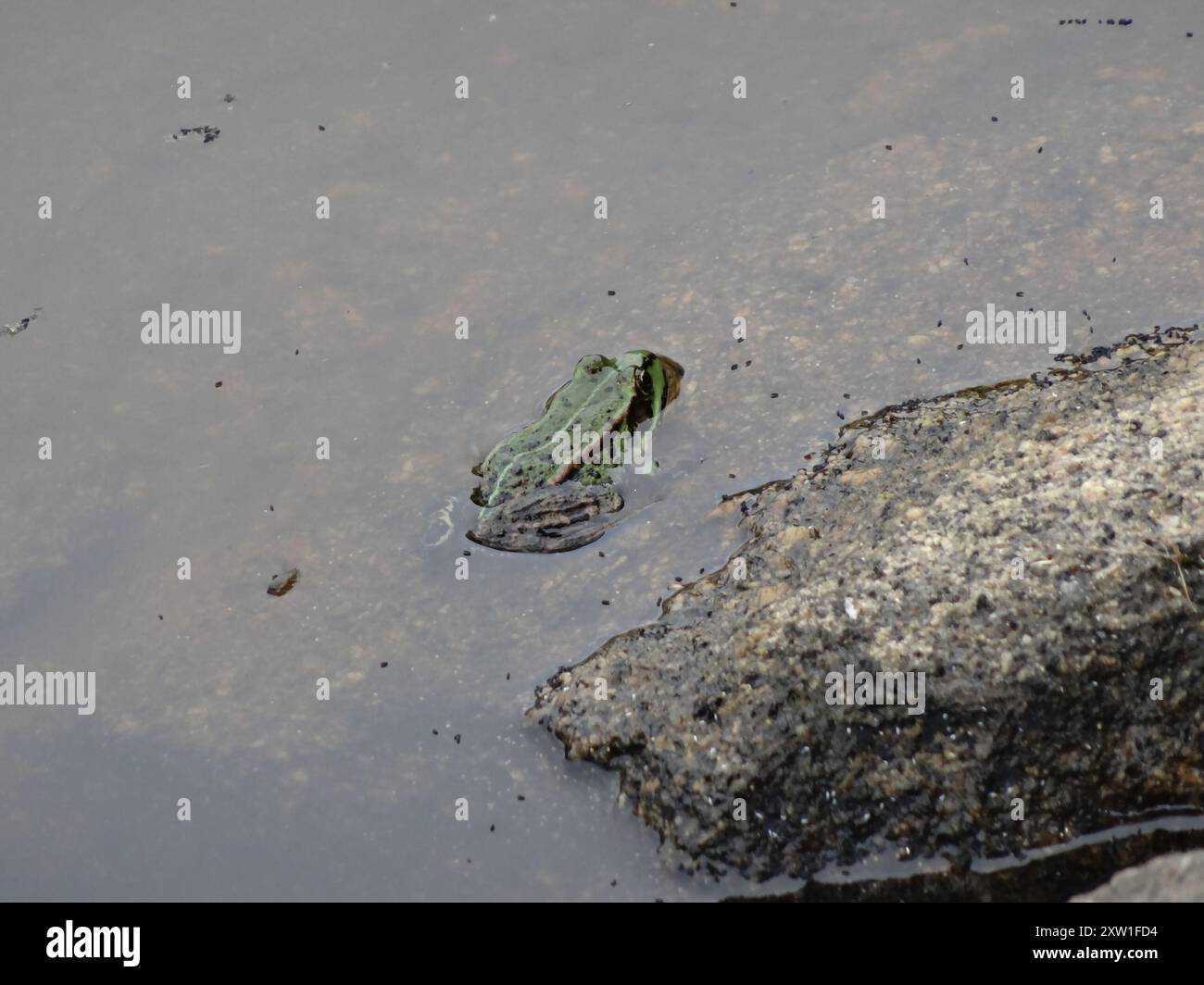 Water Frogs (Pelophylax) Amphibia Stock Photo - Alamy