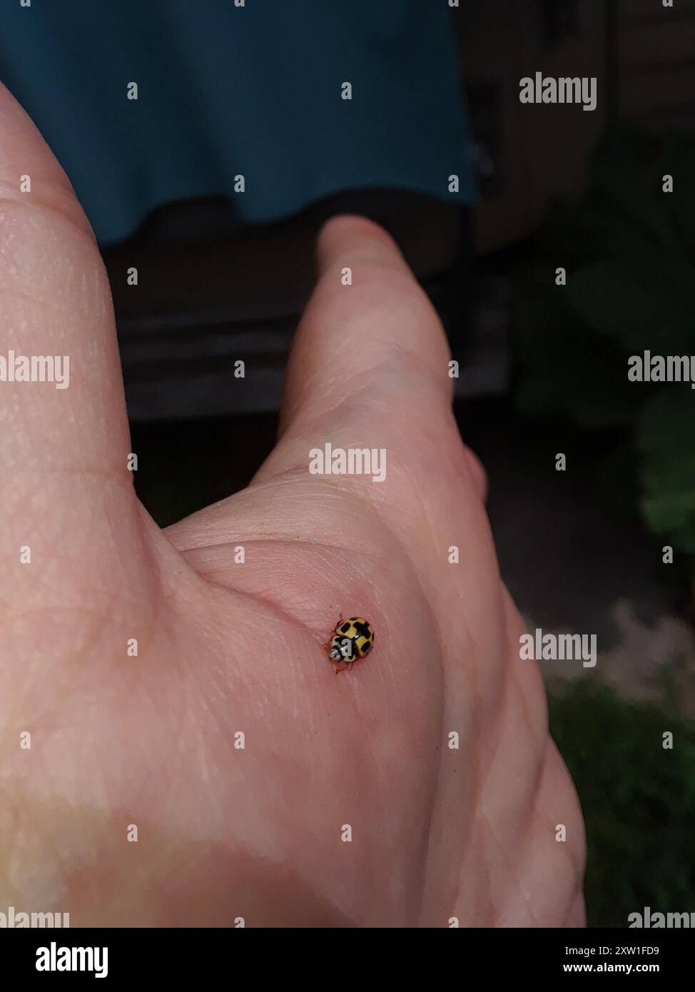 Fourteen-spotted Lady Beetle (Propylea quatuordecimpunctata) Insecta ...