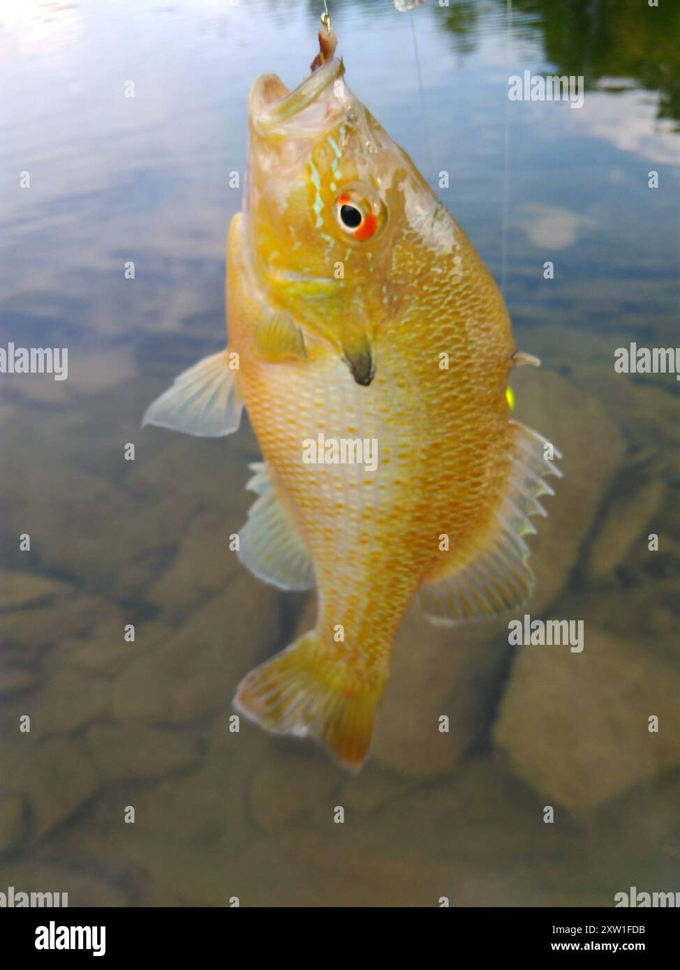 Redbreast Sunfish (Lepomis auritus) Actinopterygii Stock Photo - Alamy