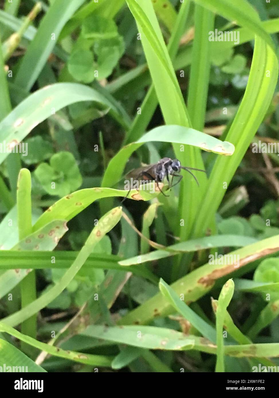 Spider Wasps (Pompilidae) Insecta Stock Photo - Alamy