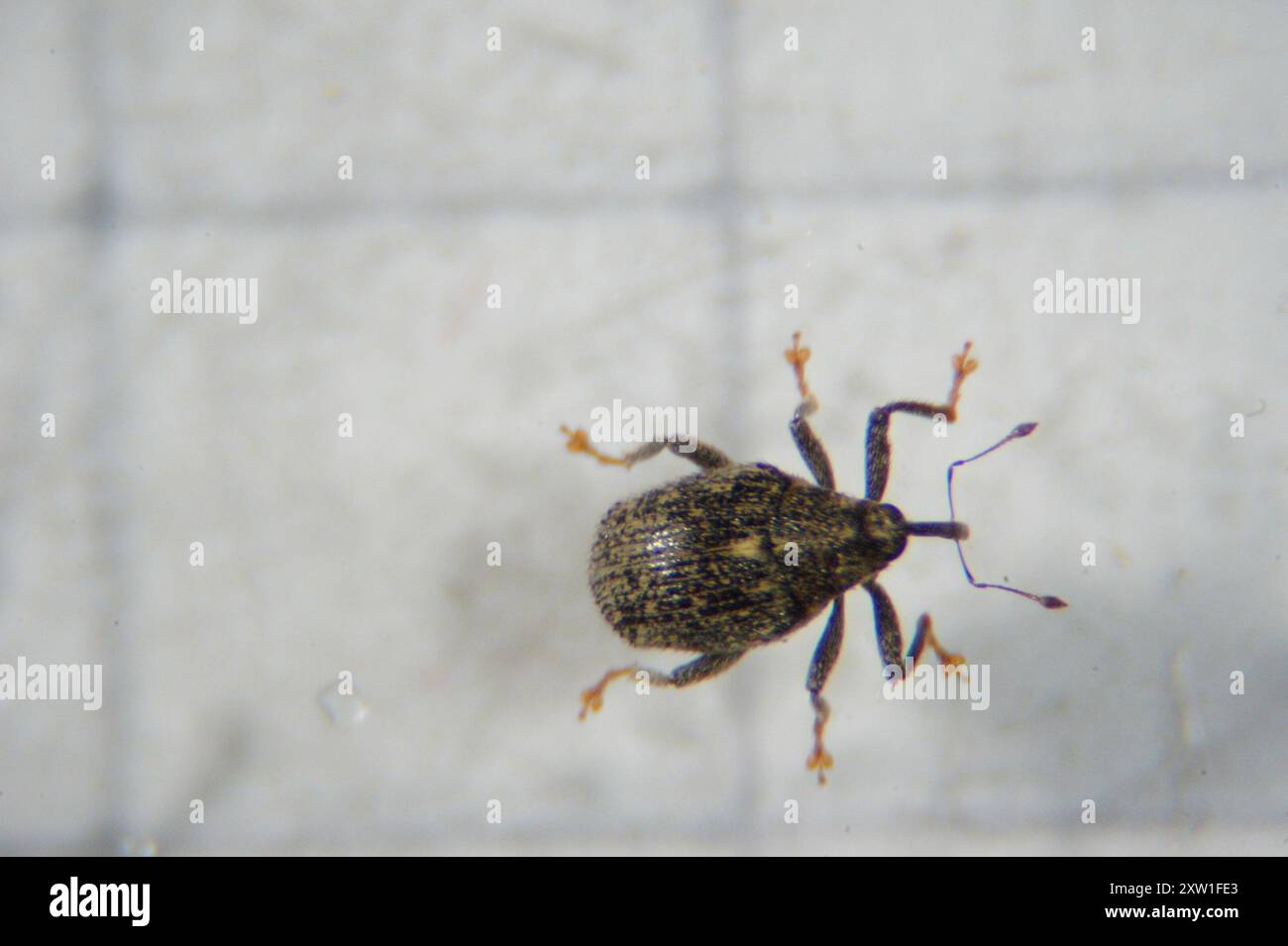 Cabbage Stem Weevil (Ceutorhynchus pallidactylus) Insecta Stock Photo ...