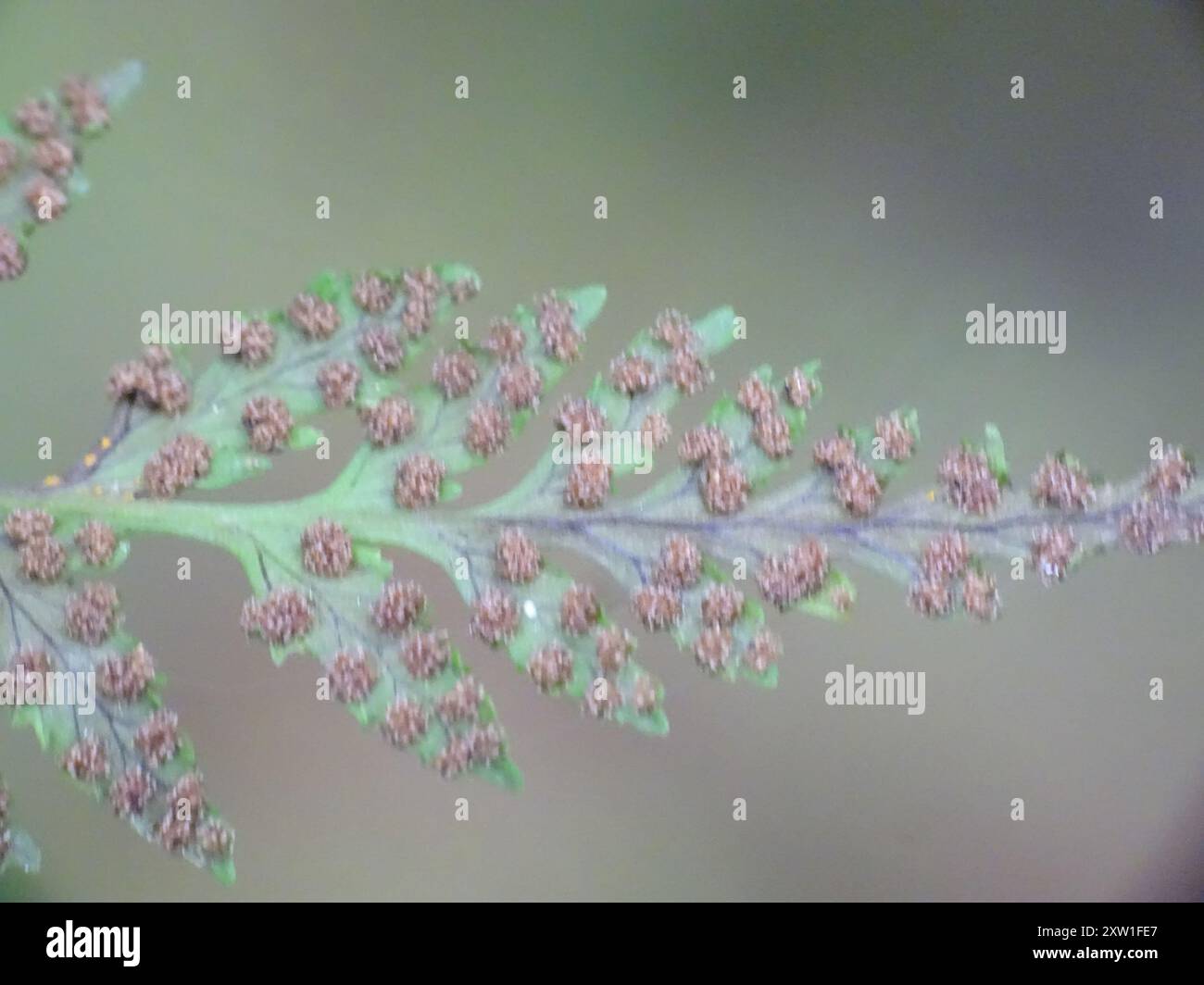 Mackay's Fragile Fern (Cystopteris tenuis) Plantae Stock Photo - Alamy