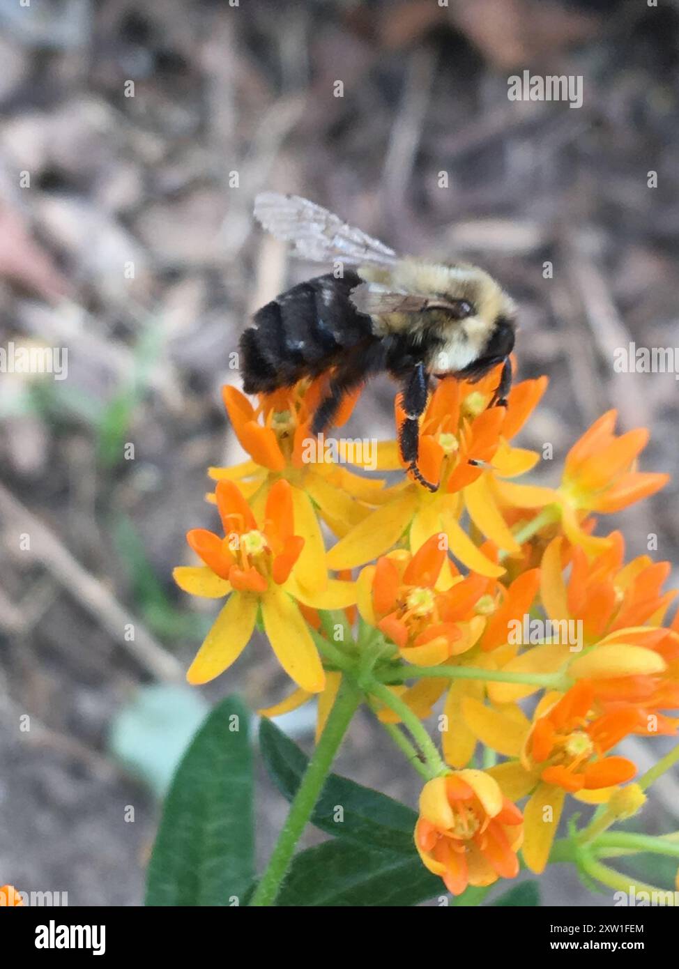 Common Eastern Bumble Bee (Bombus impatiens) Insecta Stock Photo - Alamy