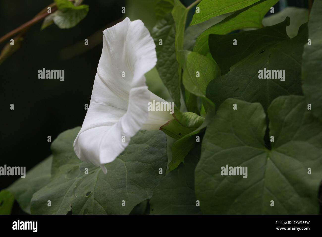 large bindweed (Calystegia silvatica) Plantae Stock Photo - Alamy