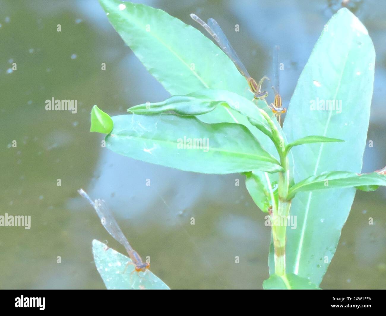 Orange Bluet (Enallagma signatum) Insecta Stock Photo - Alamy