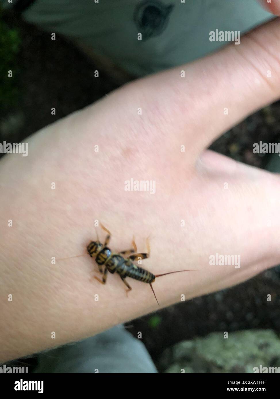 Common Stoneflies (Perlidae) Insecta Stock Photo - Alamy