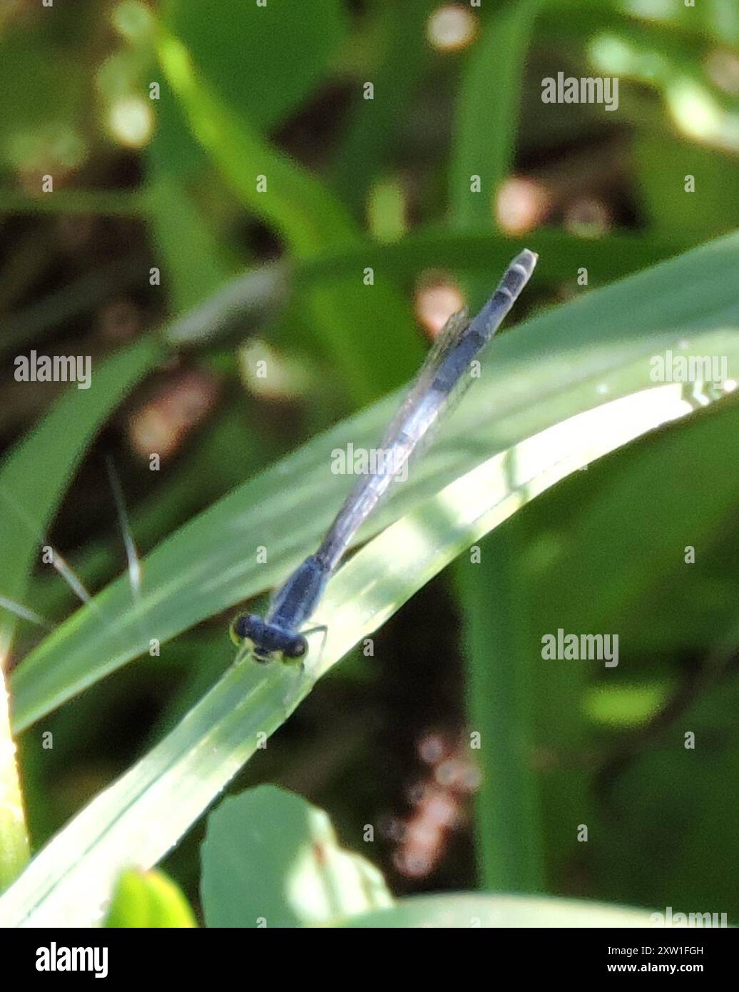 Eastern Forktail (Ischnura verticalis) Insecta Stock Photo - Alamy