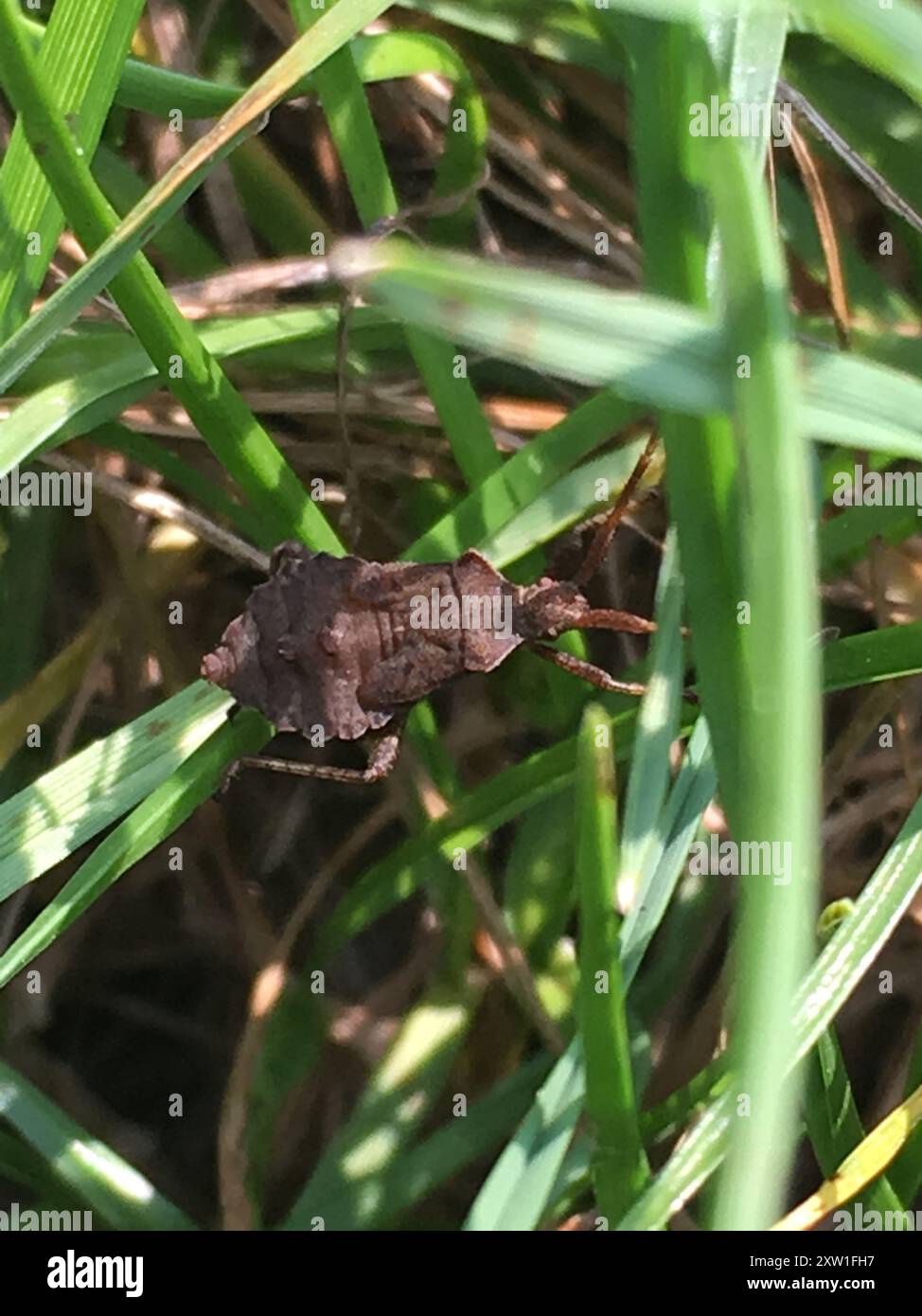 Dock Bug (Coreus marginatus) Insecta Stock Photo - Alamy
