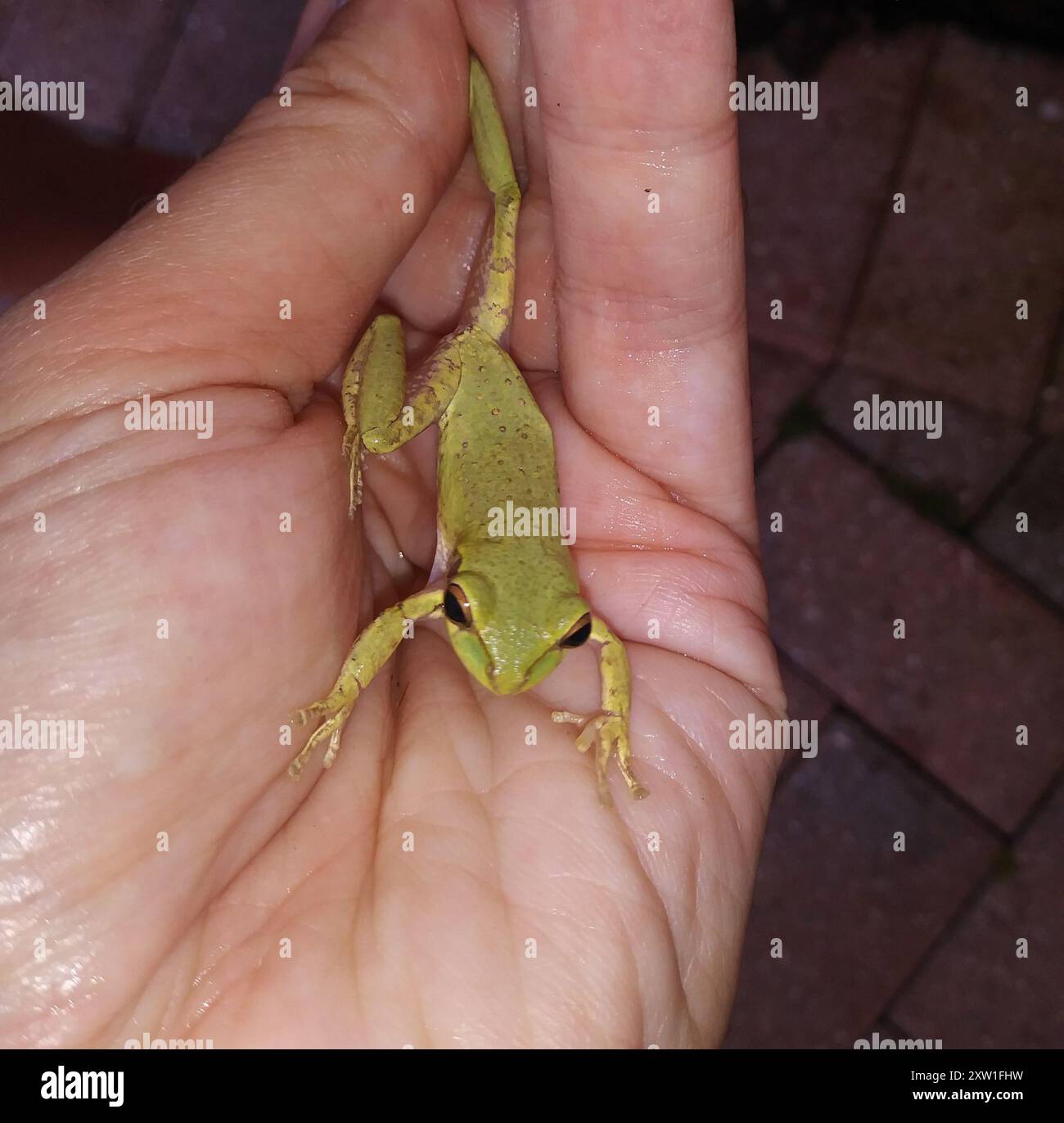 Cuban Tree Frog (Osteopilus septentrionalis) Amphibia Stock Photo - Alamy