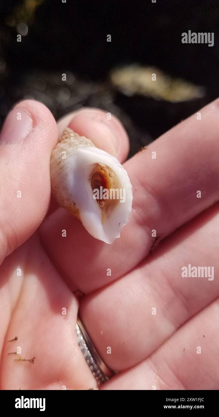 Atlantic Dogwhelk (Nucella lapillus) Mollusca Stock Photo - Alamy