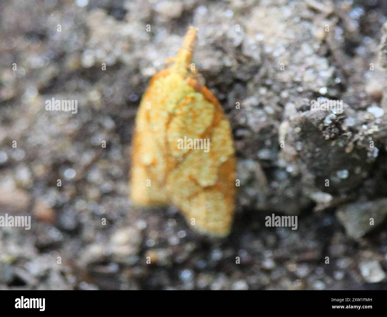Reticulated Fruitworm Moth (Cenopis reticulatana) Insecta Stock Photo ...