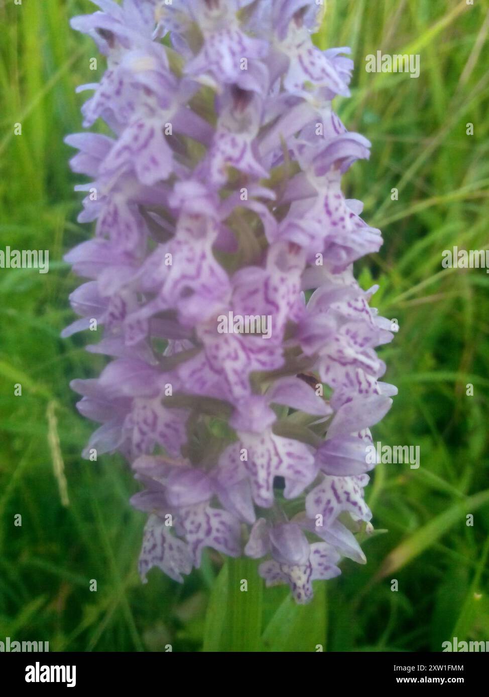 Baltic Marsh-orchid (Dactylorhiza majalis baltica) Plantae Stock Photo ...