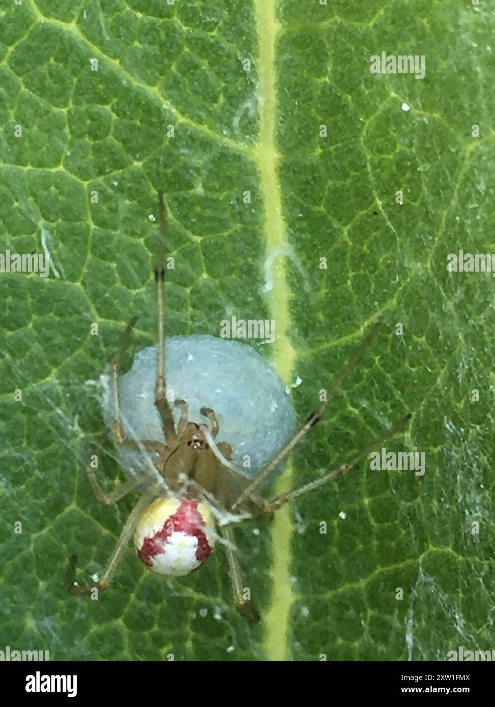 Candy-striped Spider complex (Enoplognatha ovata) Arachnida Stock Photo ...