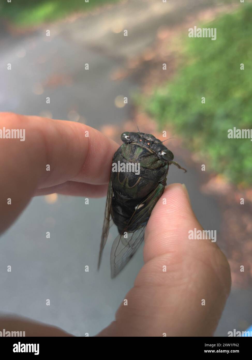 Southern Dusky-winged Cicada (Neotibicen tibicen australis) Insecta ...