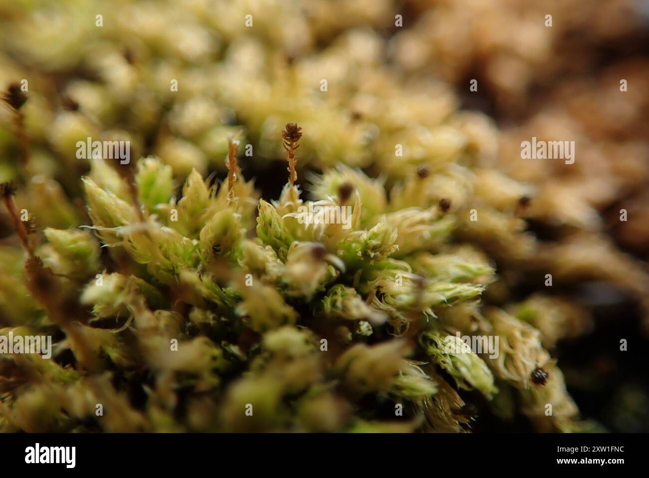 ribbed bog moss (Aulacomnium palustre) Plantae Stock Photo - Alamy