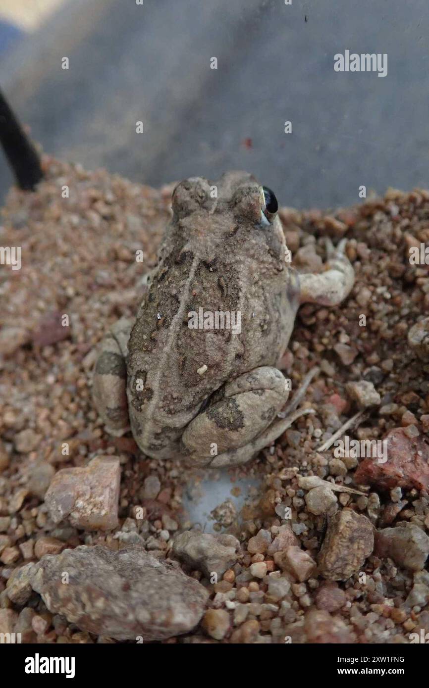 Confused Sand frog (Tomopterna adiastola) Amphibia Stock Photo - Alamy