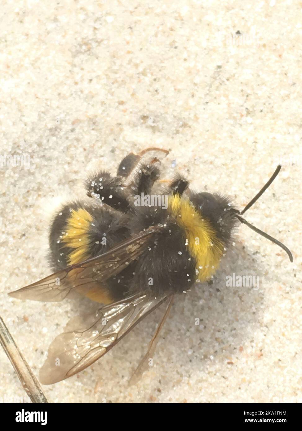 Buff-tailed Bumble Bee (Bombus terrestris) Insecta Stock Photo - Alamy