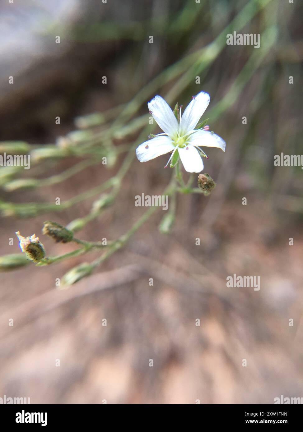 pink family (Caryophyllaceae) Plantae Stock Photo - Alamy