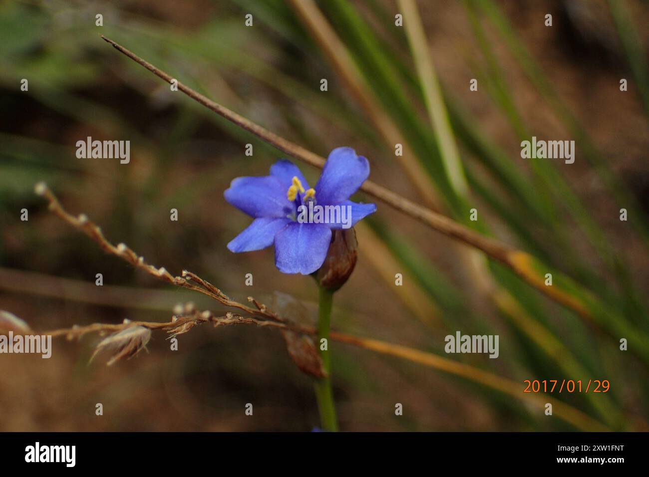 Khahla Capeblue (Aristea torulosa) Plantae Stock Photo - Alamy