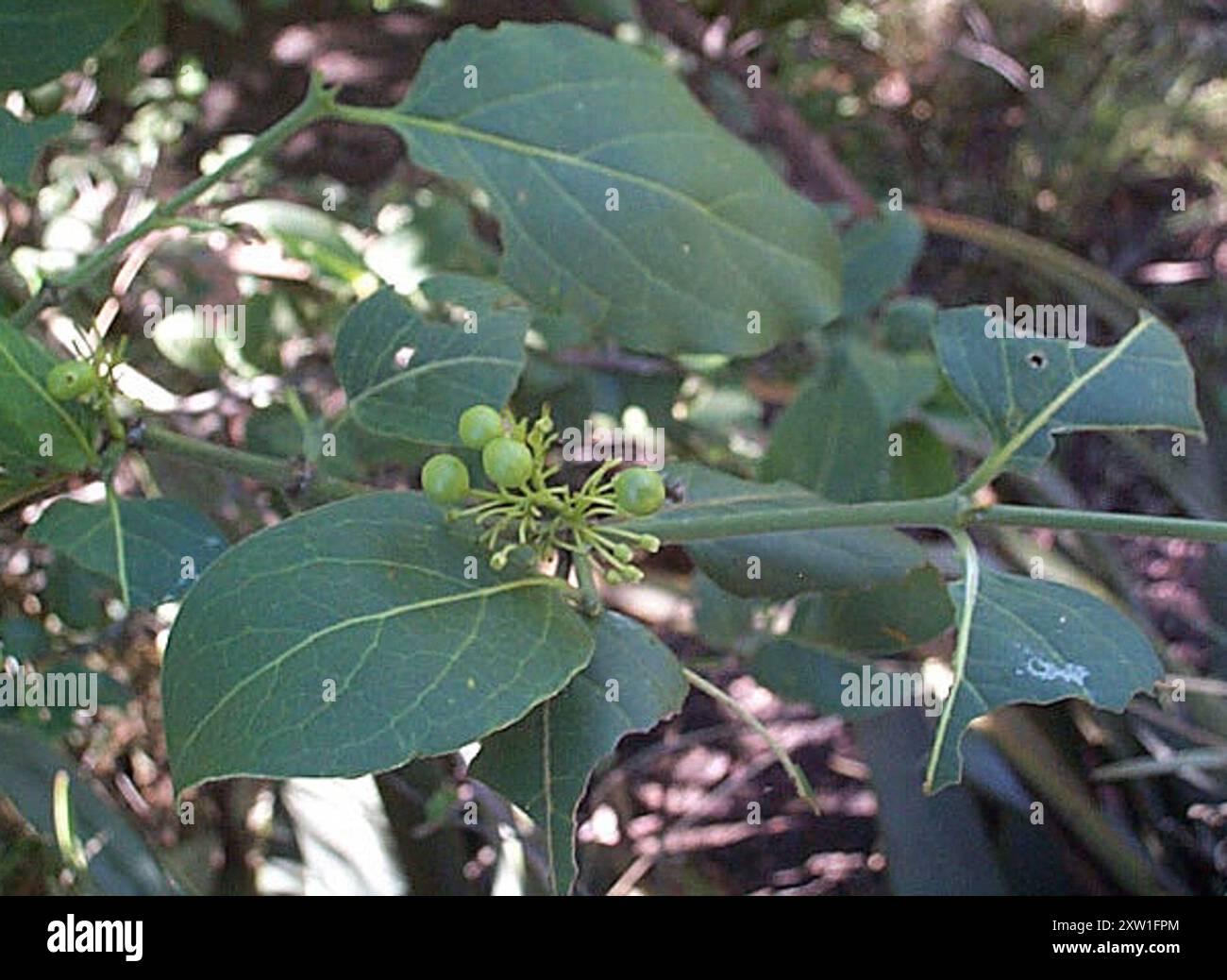 Rock Alder (Afrocanthium mundianum) Plantae Stock Photo - Alamy