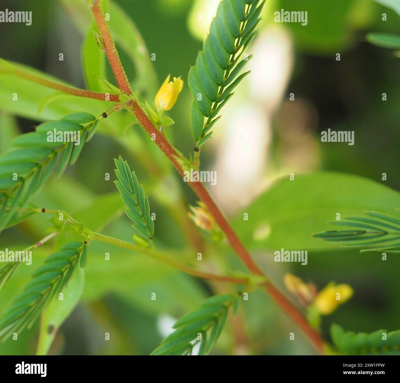 sensitive pea (Chamaecrista nictitans) Plantae Stock Photo - Alamy