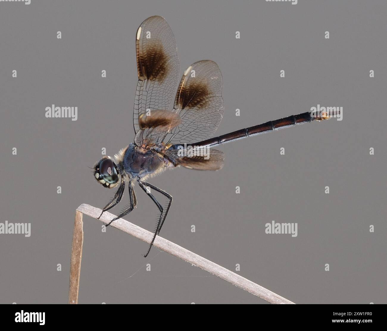 Four-spotted Pennant (Brachymesia gravida) Insecta Stock Photo - Alamy