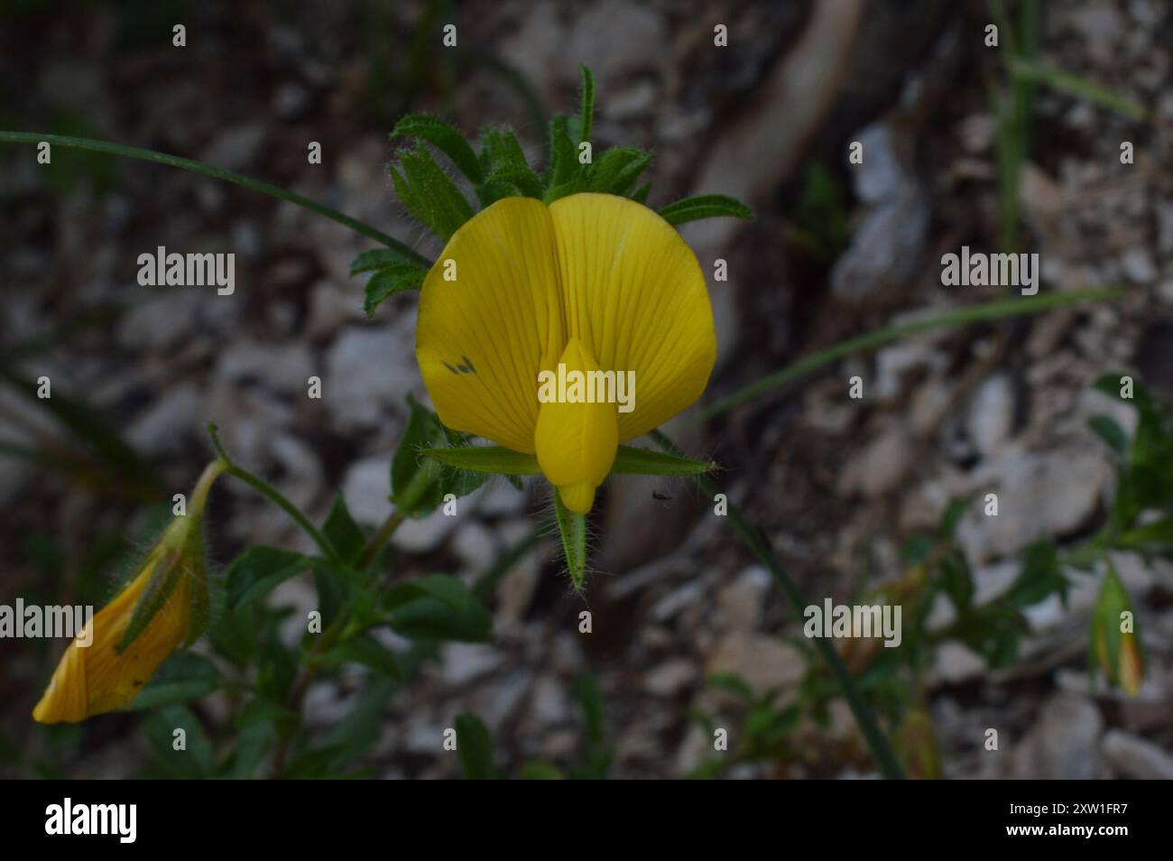 yellow restharrow (Ononis natrix) Plantae Stock Photo - Alamy