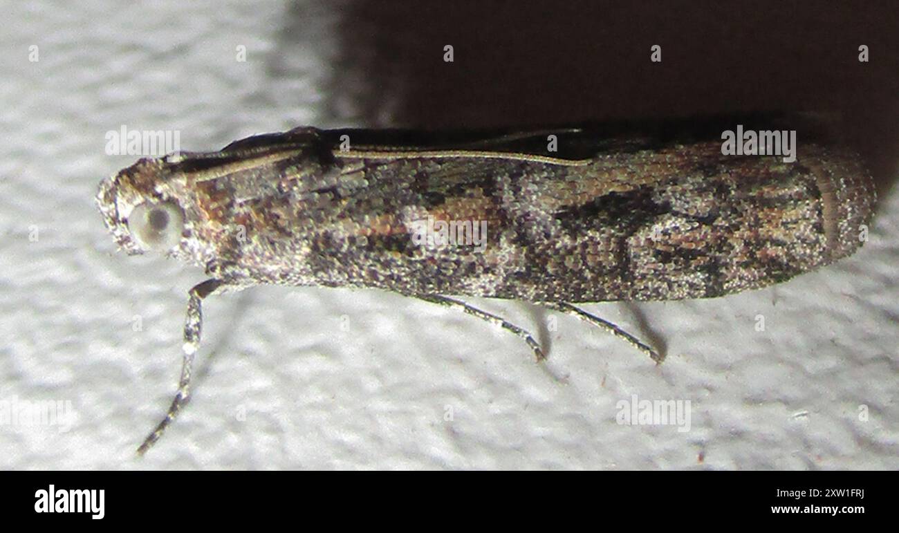 Knot-horn Moths (Phycitinae) Insecta Stock Photo - Alamy