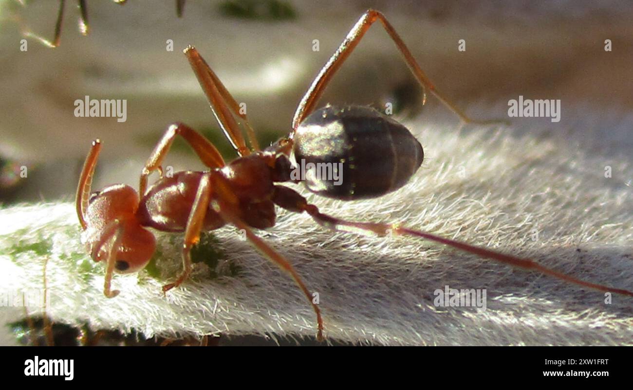 Large Pugnacious Ant (Anoplolepis custodiens) Insecta Stock Photo - Alamy