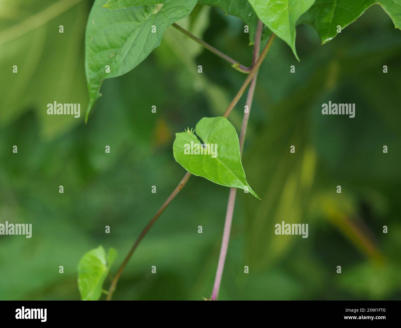 red morning glory (Ipomoea coccinea) Plantae Stock Photo - Alamy