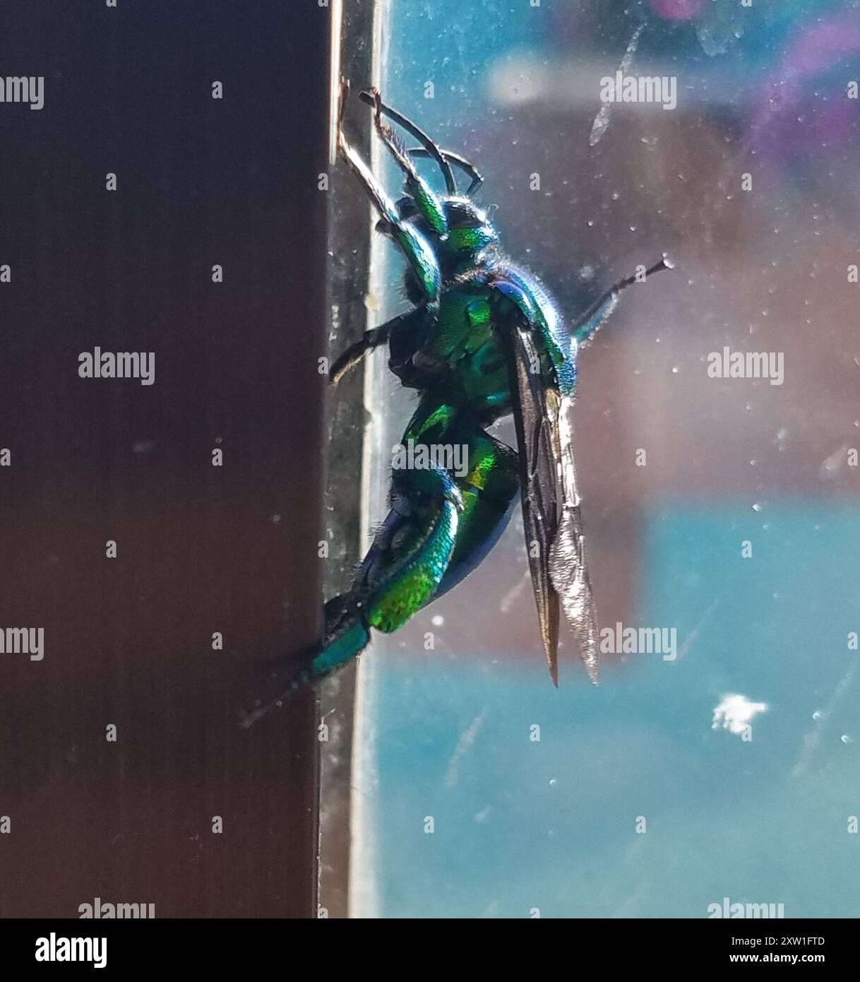 Cuckoo orchid hi-res stock photography and images - Alamy