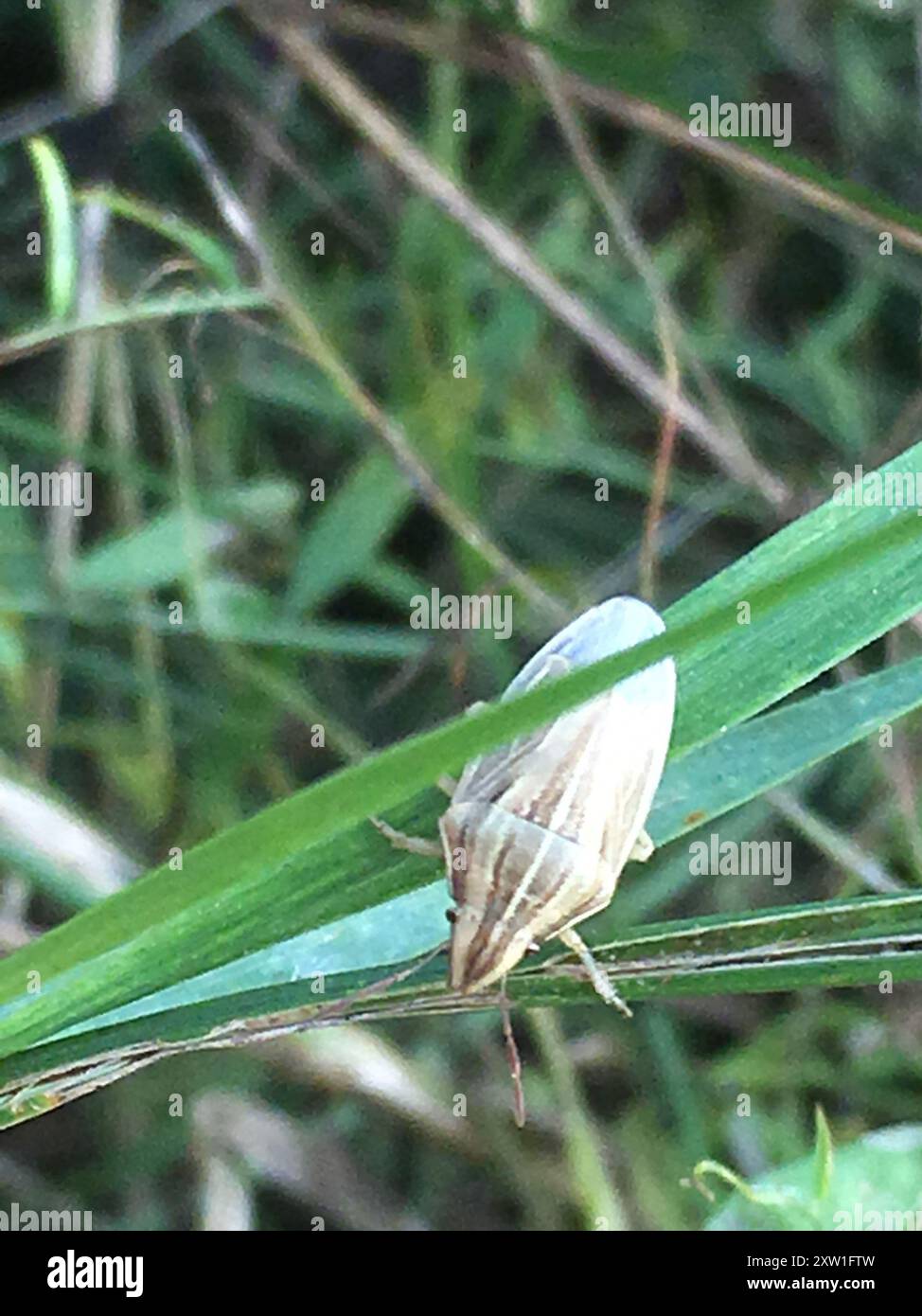 Bishop's Mitre Shield Bug (Aelia acuminata) Insecta Stock Photo - Alamy