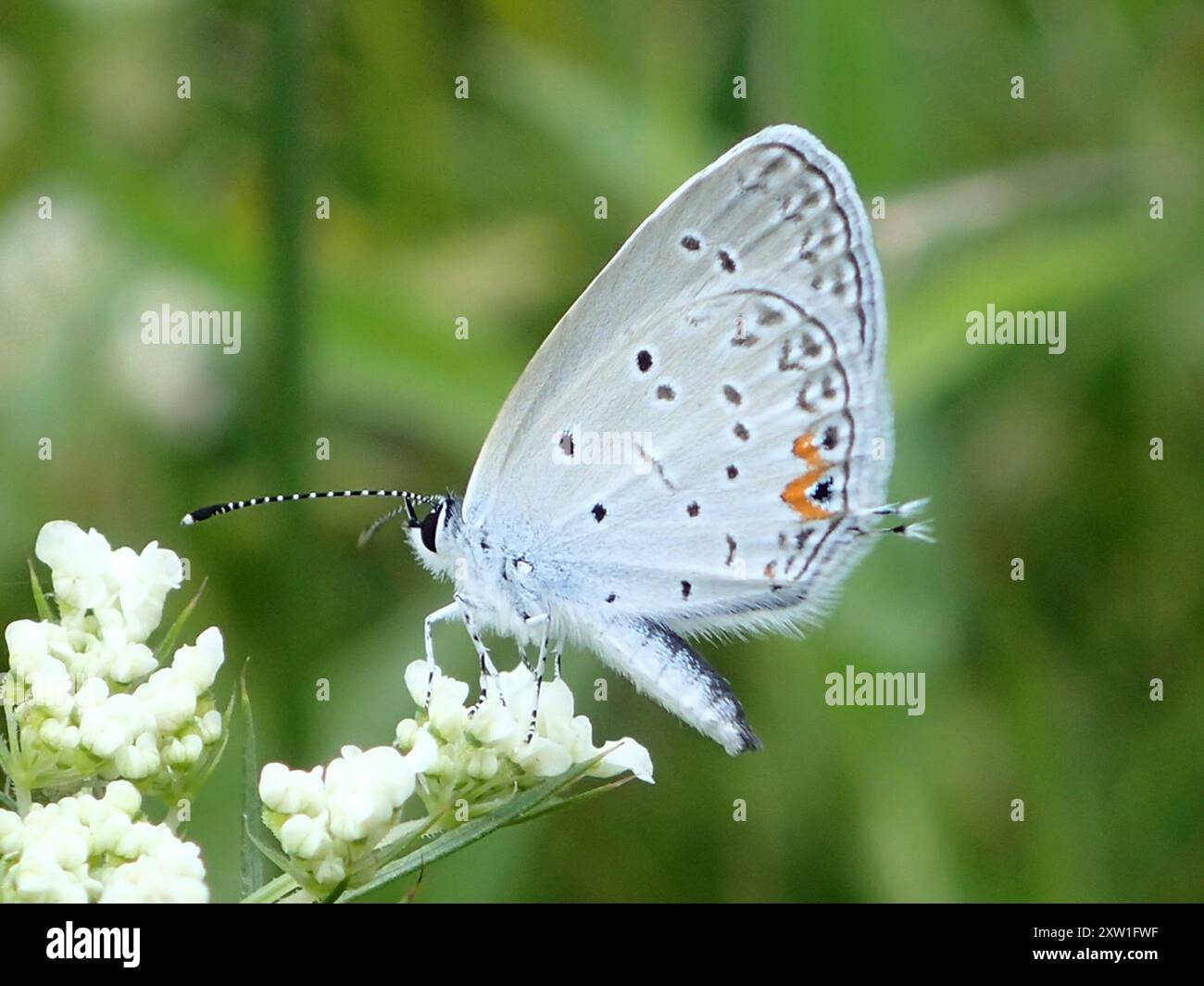 Eastern Tailed-Blue (Cupido comyntas) Insecta Stock Photo - Alamy