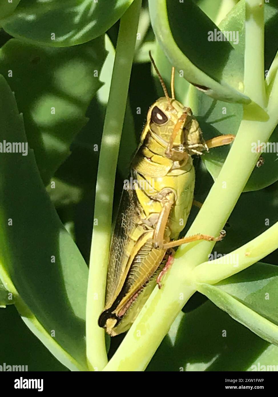 Two-striped Grasshopper (Melanoplus bivittatus) Insecta Stock Photo - Alamy