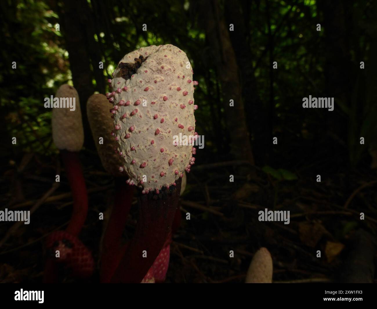 spike-of-dragon (Helosis cayennensis) Plantae Stock Photo - Alamy