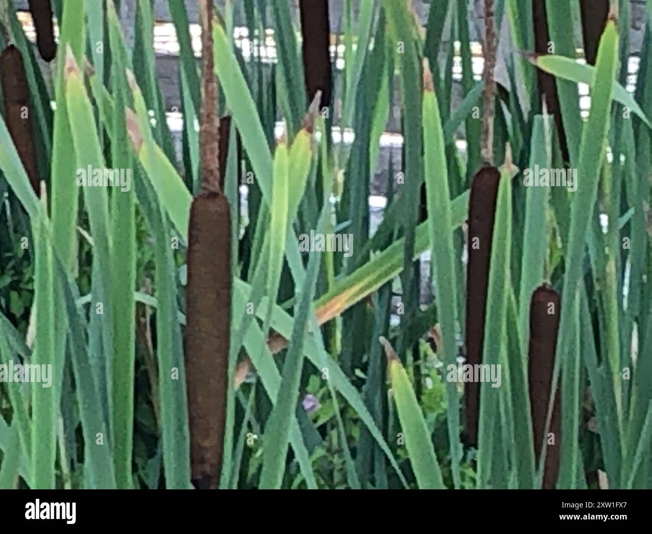 broadleaf cattail (Typha latifolia) Plantae Stock Photo - Alamy