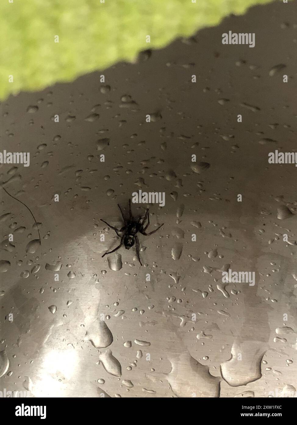 Eastern Parson Spider (Herpyllus ecclesiasticus) Arachnida Stock Photo ...