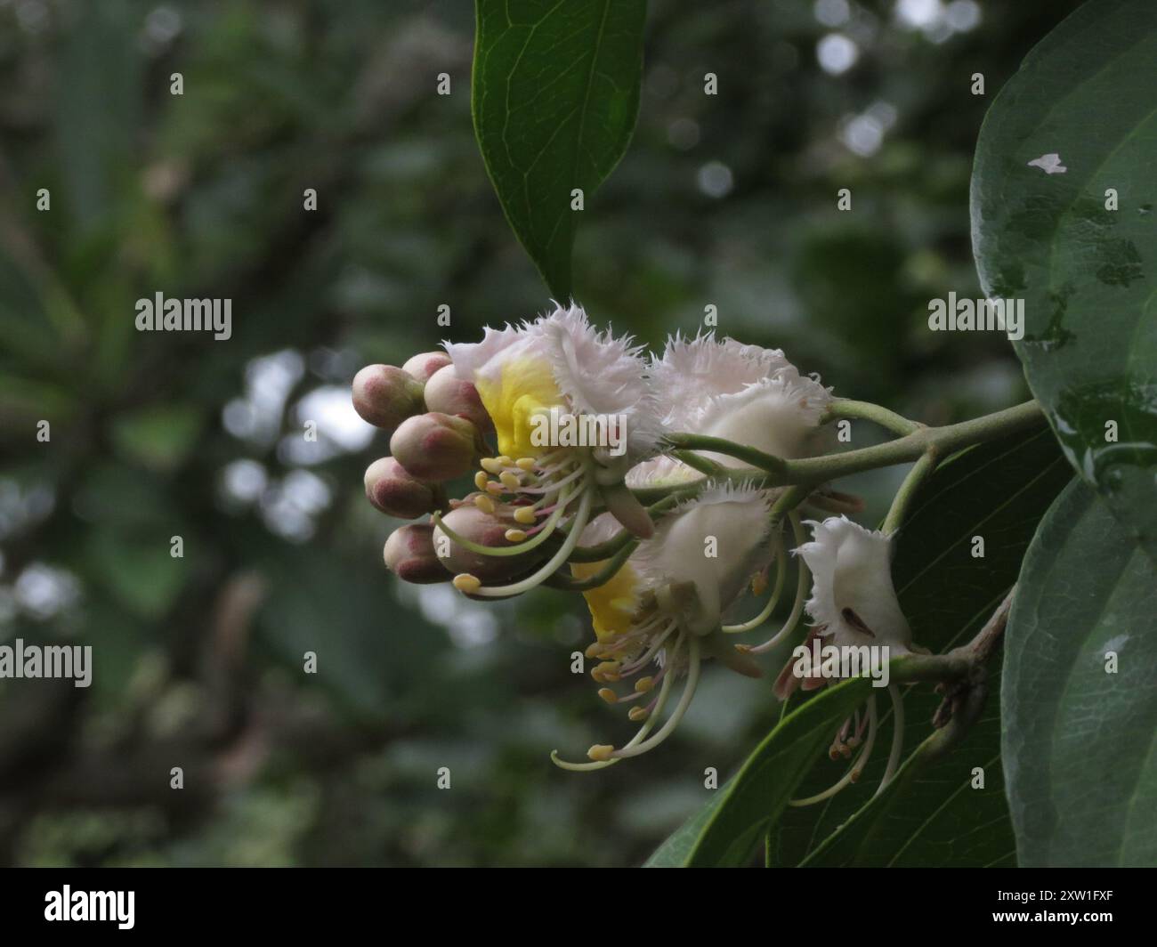 Hiptage (Hiptage benghalensis) Plantae Stock Photo - Alamy
