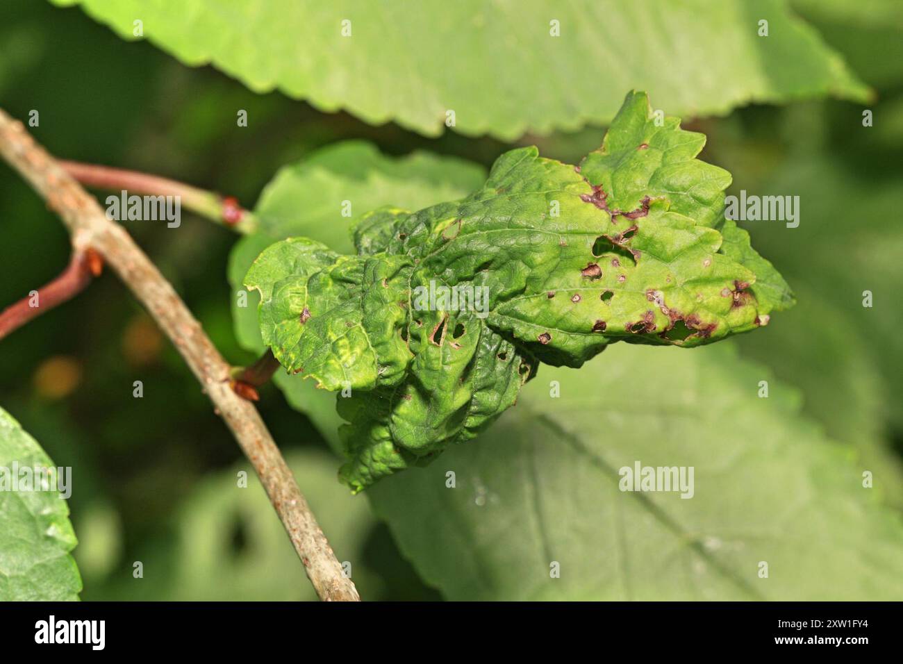 Black Cherry Aphid (Myzus cerasi) Insecta Stock Photo - Alamy