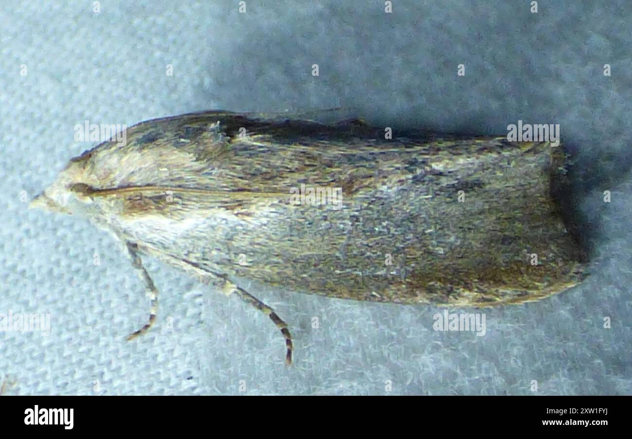Greater Wax Moth (Galleria mellonella) Insecta Stock Photo - Alamy