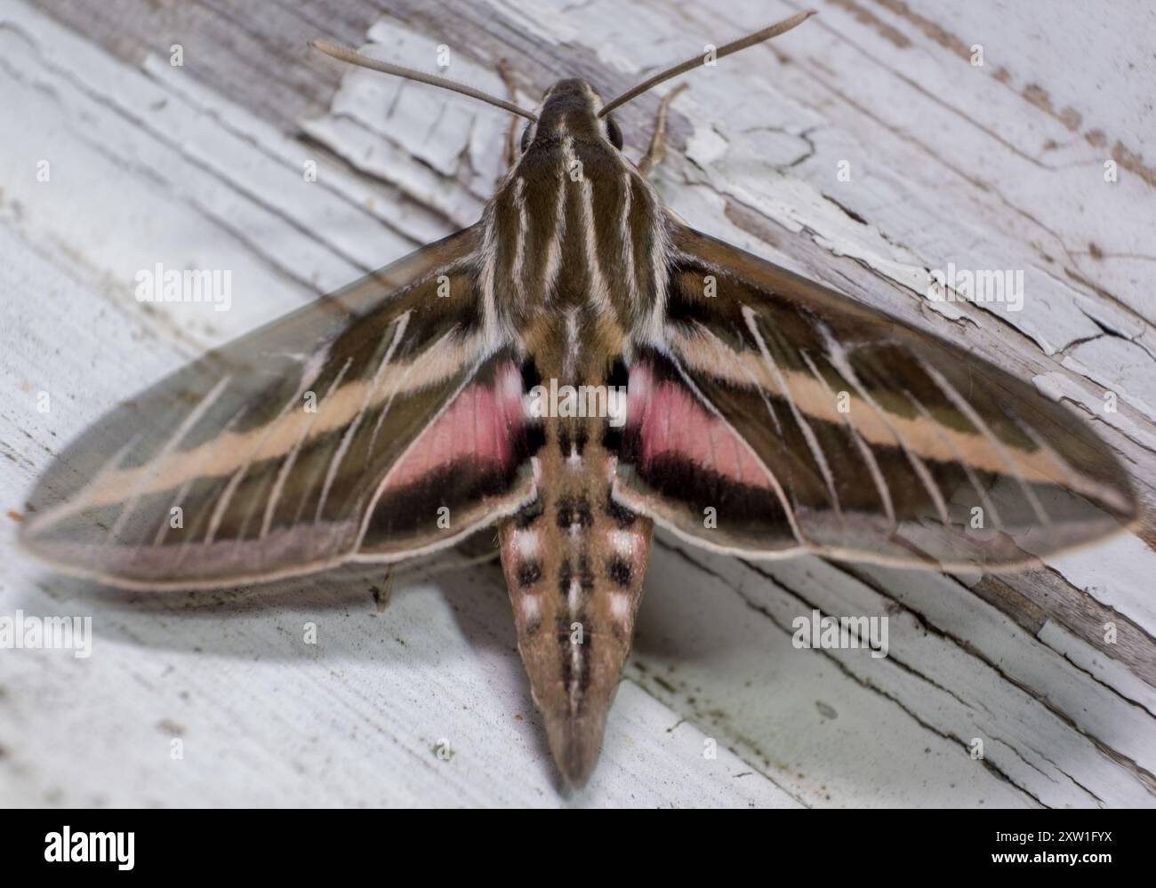 White-lined Sphinx (Hyles lineata) Insecta Stock Photo - Alamy