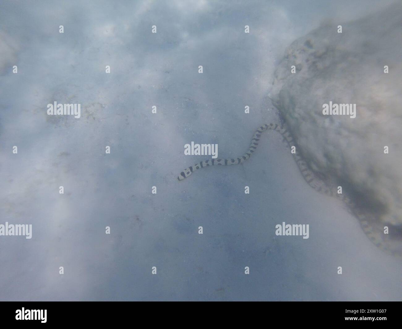 Banded Snake Eel (Myrichthys colubrinus) Actinopterygii Stock Photo - Alamy