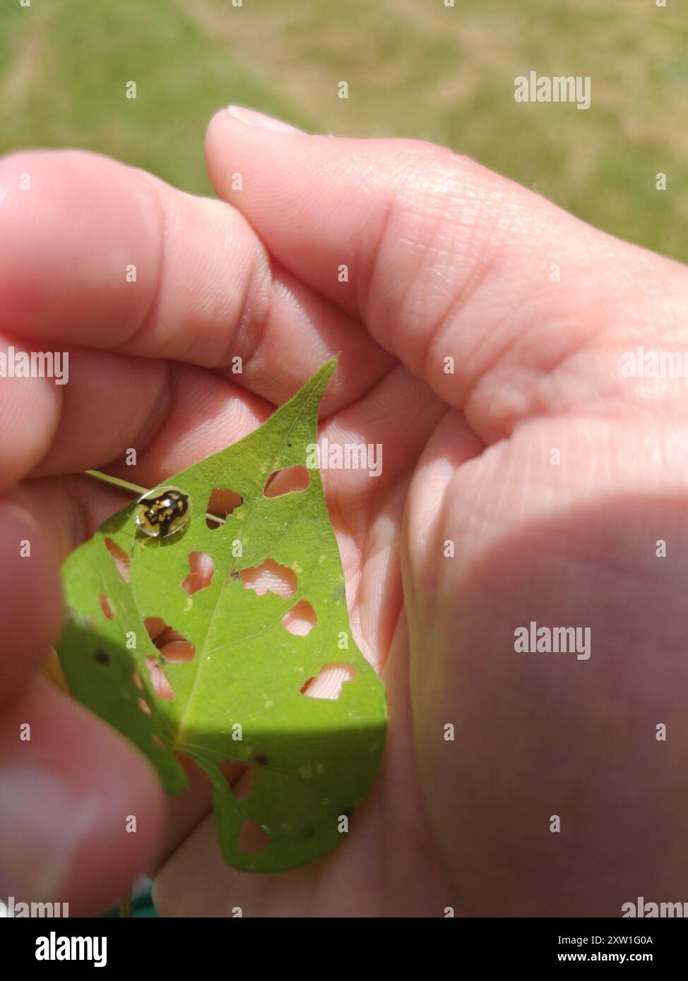 Mottled Tortoise Beetle (Deloyala guttata) Insecta Stock Photo - Alamy