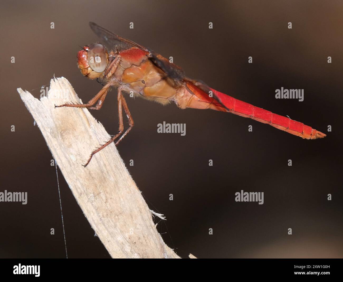 Neon Skimmer (Libellula croceipennis) Insecta Stock Photo - Alamy
