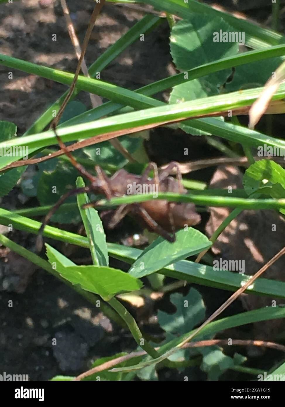 Dock Bug (Coreus marginatus) Insecta Stock Photo - Alamy